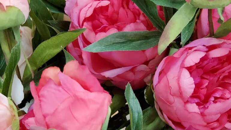 Best Roses Colors for Mother’s Day - TechnooHub